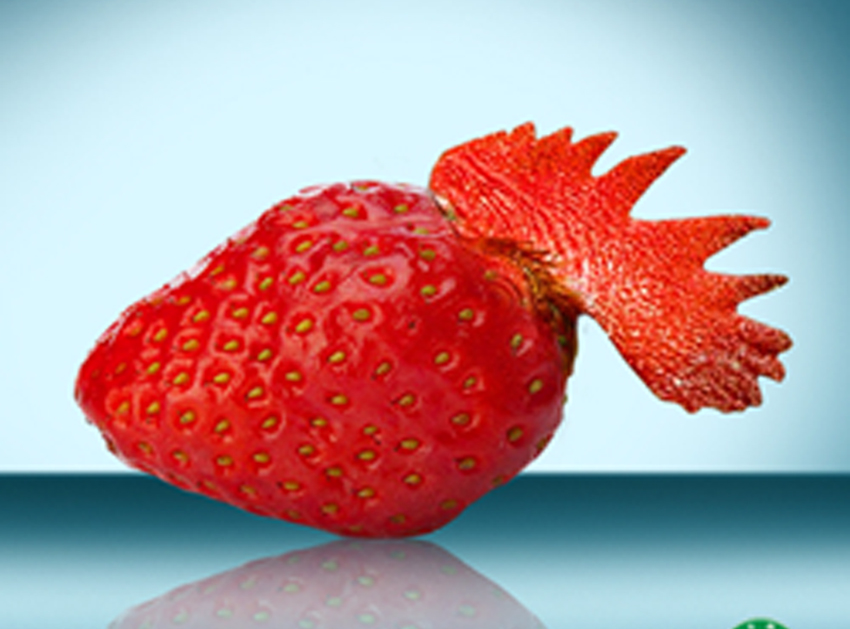 “有机”水果_Dinz平-站酷ZCOOL