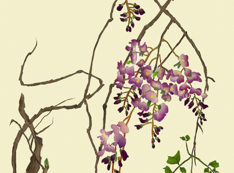 花卉集_净葵-站酷ZCOOL