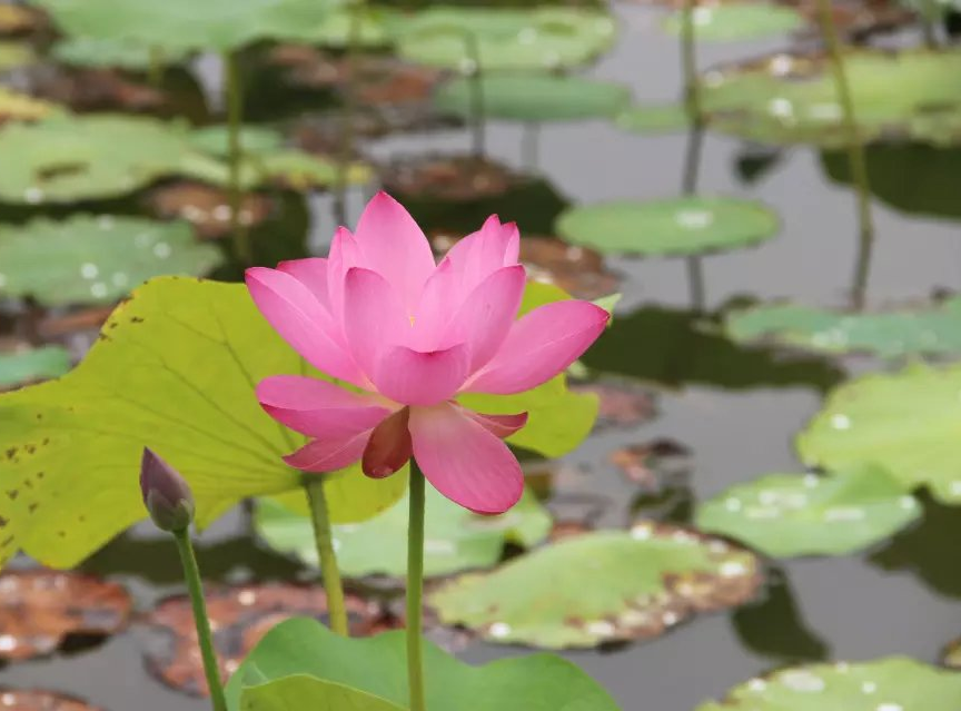 莲_筱宁-站酷ZCOOL