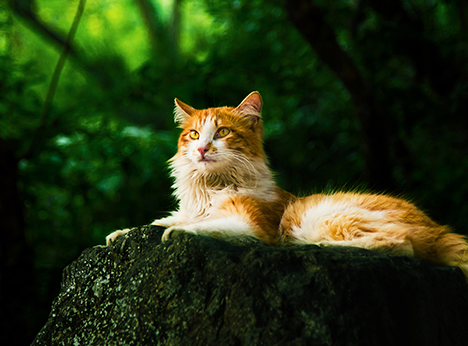 请叫我QUEEN_echo_jian-站酷ZCOOL