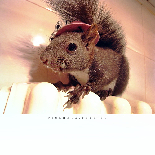 lady lala_pinkmana-站酷ZCOOL