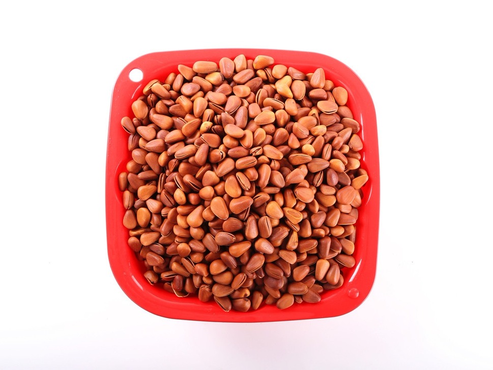 B11-东北松子X1-21P_图海网yjh-站酷ZCOOL