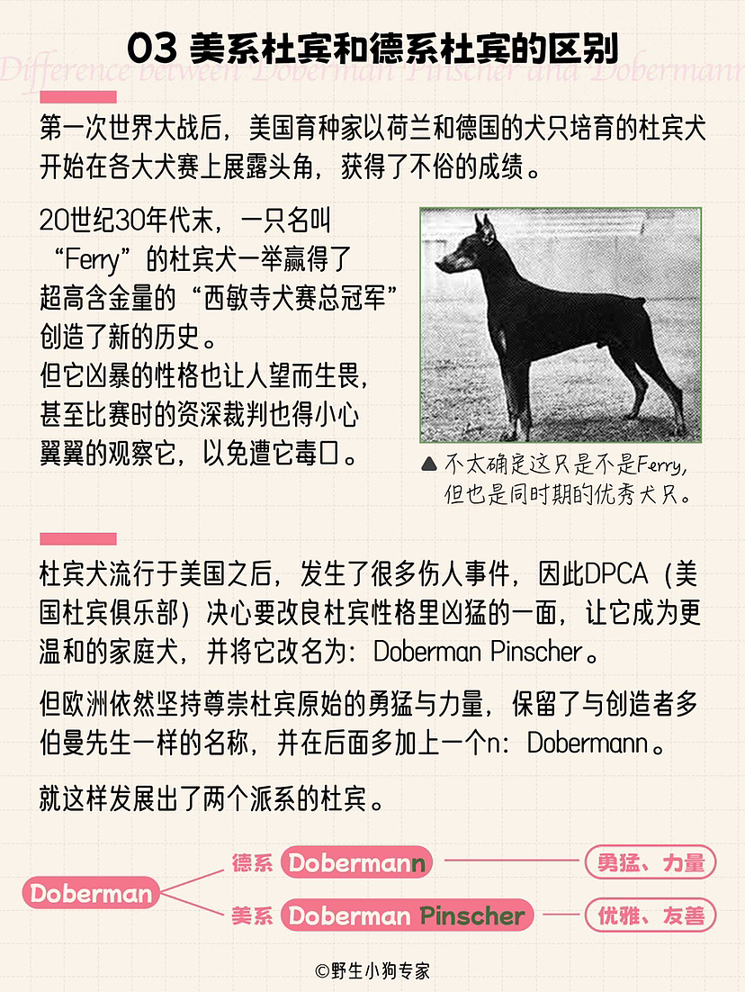 杜宾犬小百科 又酷又萌的恶魔犬_北北北辰beichen-站酷ZCOOL