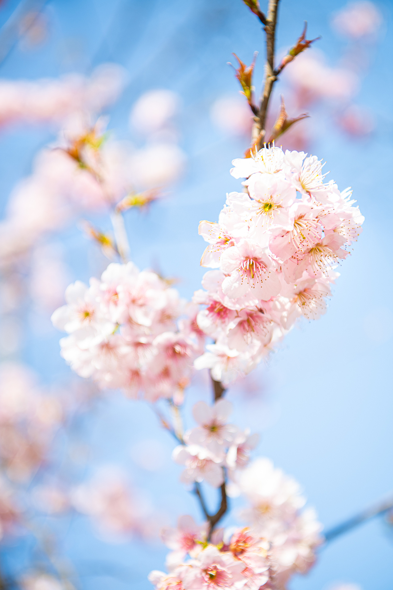 樱花开了_XuHJASON-站酷ZCOOL