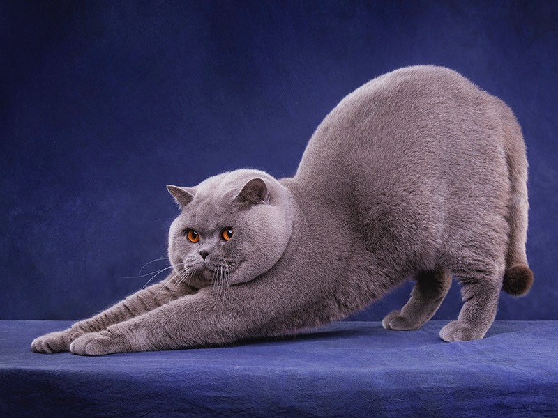 20180314 CFA CAT SHOW SHENYANG【克查原创作品27】_克查-站酷ZCOOL