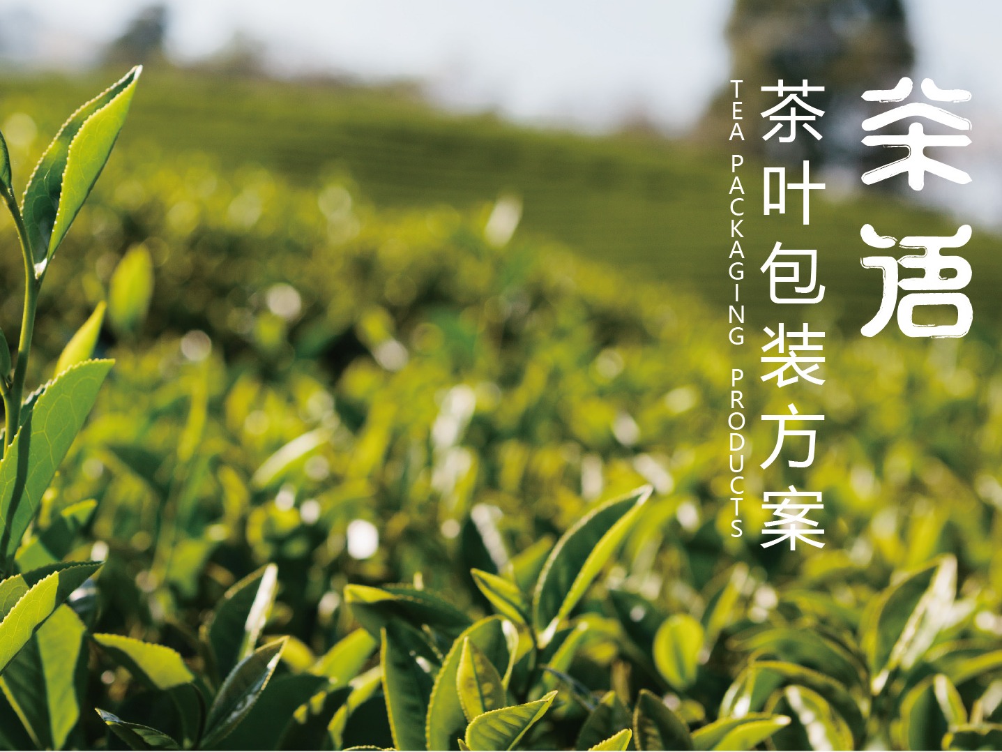 茶叶包装方案设计流程 练习_无效0222-站酷ZCOOL