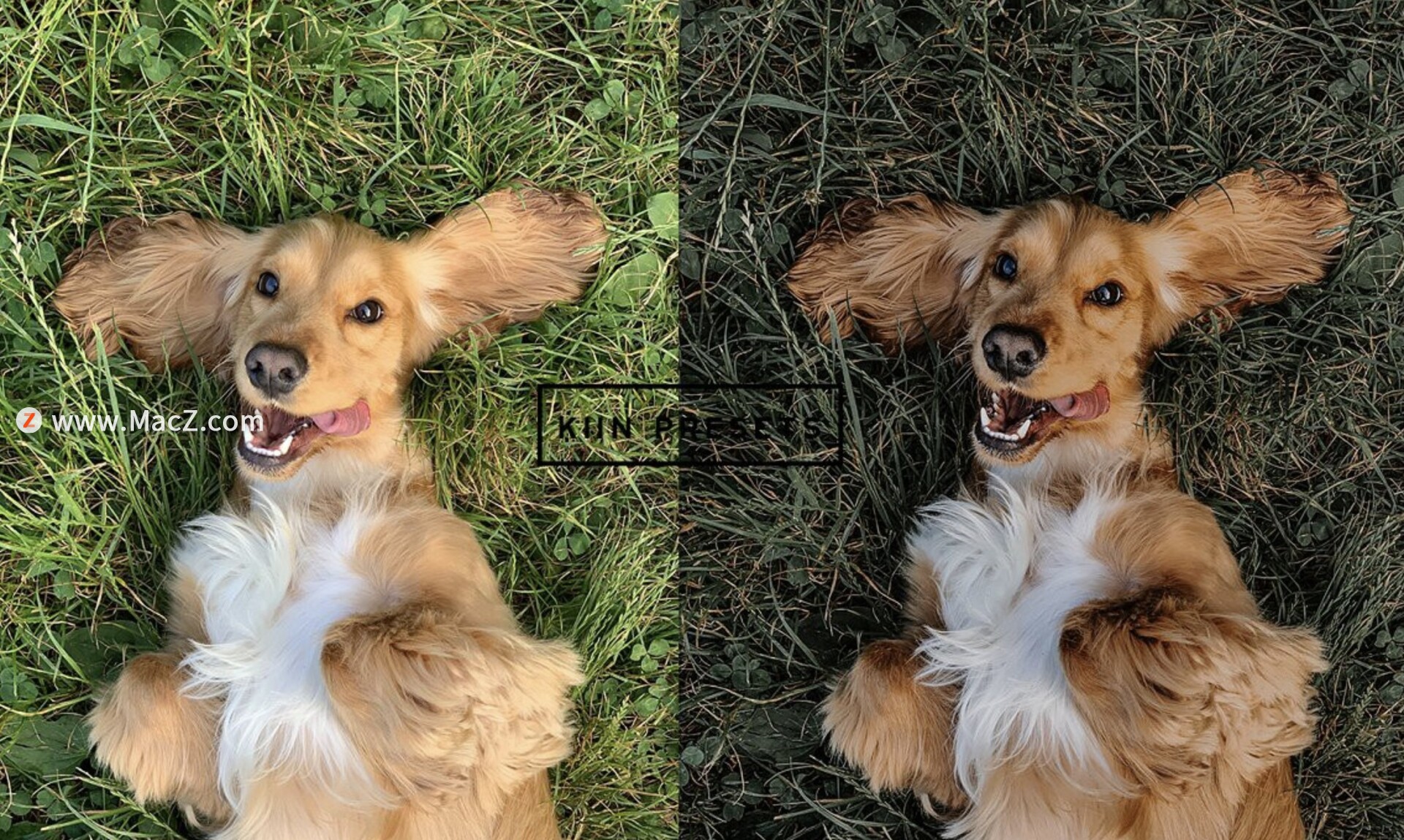 7个Ins风格森系人像质感电影胶片LR预设_醉舞千年杯莫停-站酷ZCOOL