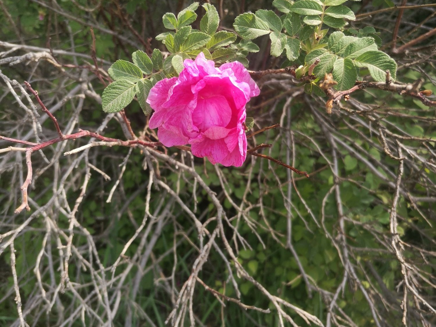 突_黛黛黛黛-站酷ZCOOL