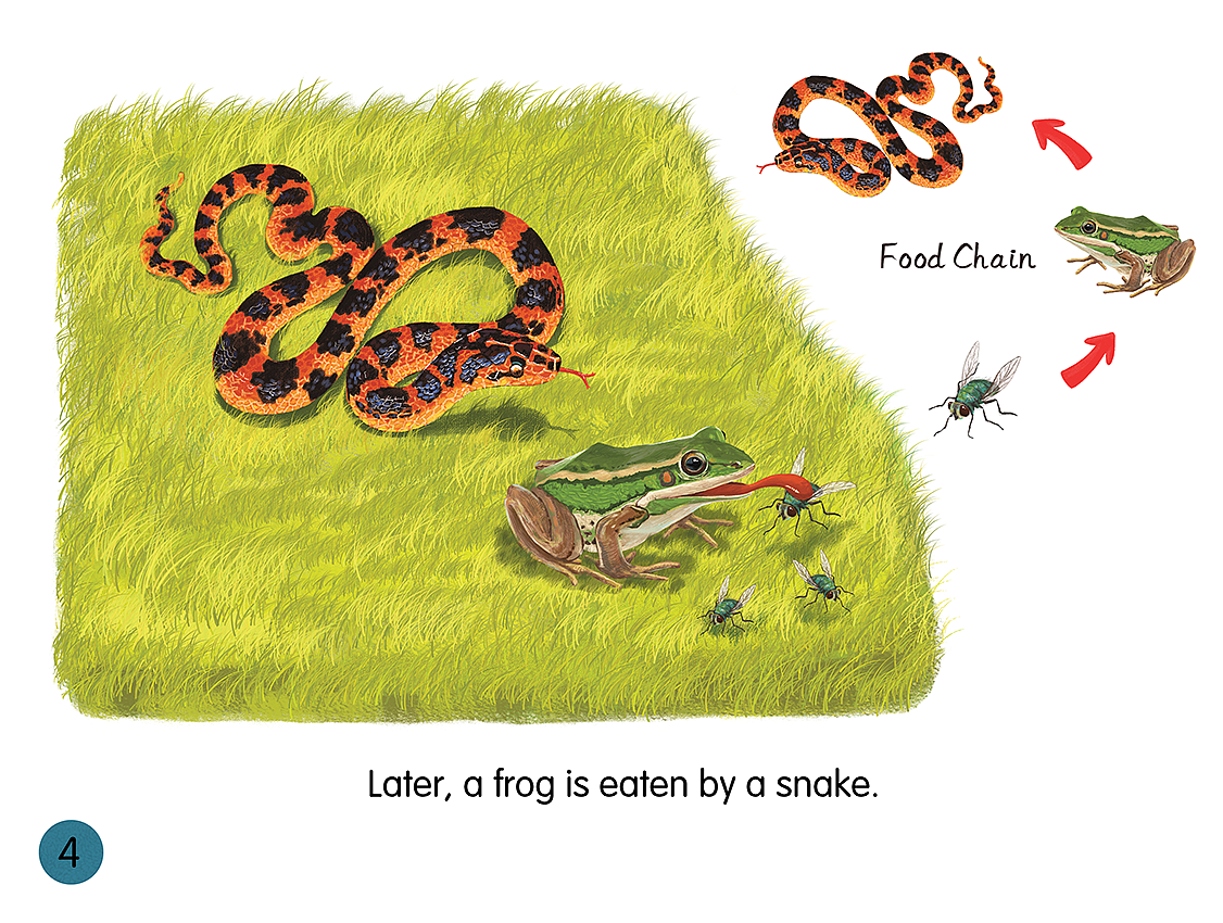 儿童绘本《Who Eats What?》_陌小强Allen-站酷ZCOOL