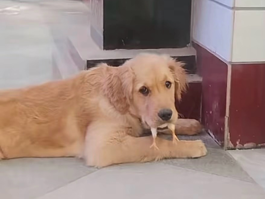 速涂一张搞笑动物cp组合_行渡-站酷ZCOOL