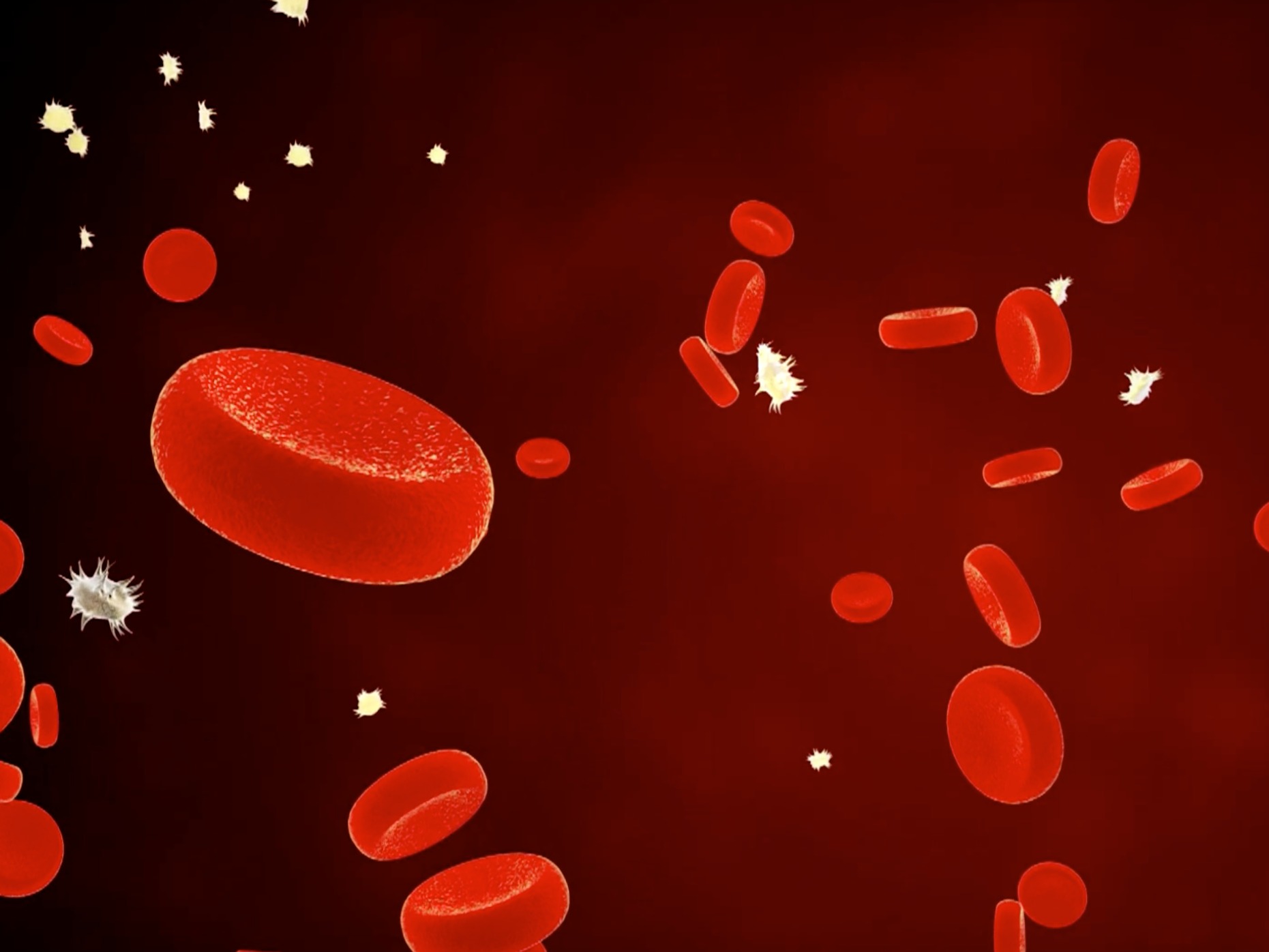 blood_flying_squirrel-站酷ZCOOL