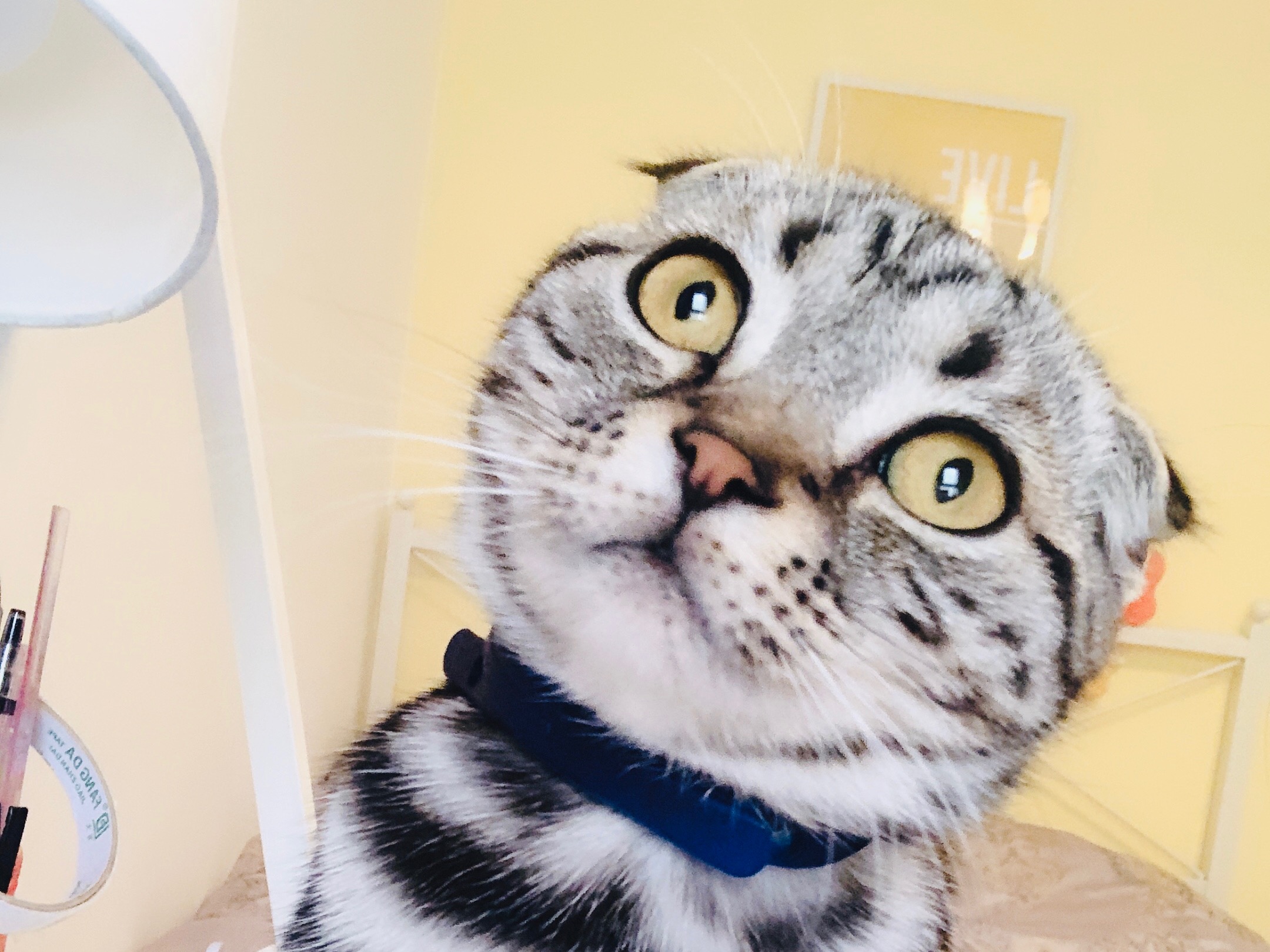 谈恋爱，不如养只猫。_喂不熟de小当当-站酷ZCOOL