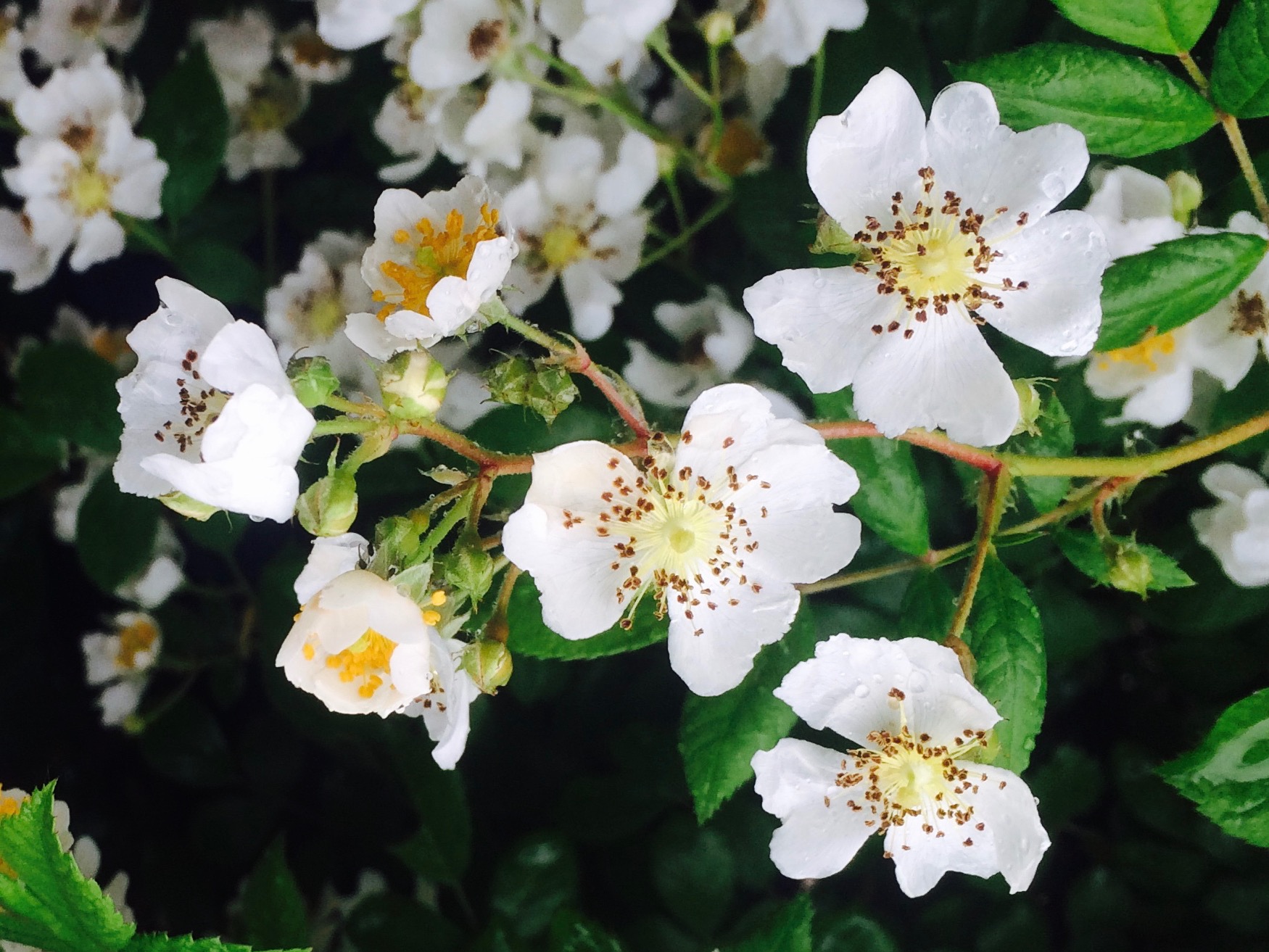 手机摄影_mark查-站酷ZCOOL