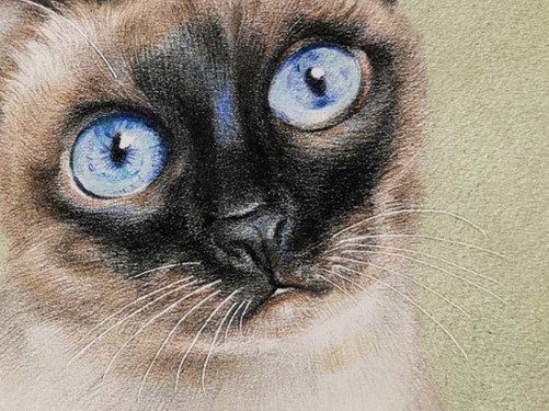 猫2_木森质-站酷ZCOOL