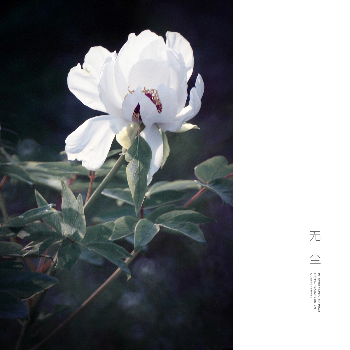 无 尘_pear1103-站酷ZCOOL