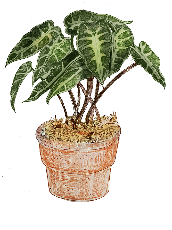 拥有绿植的房间_寒江雪的插画-站酷ZCOOL