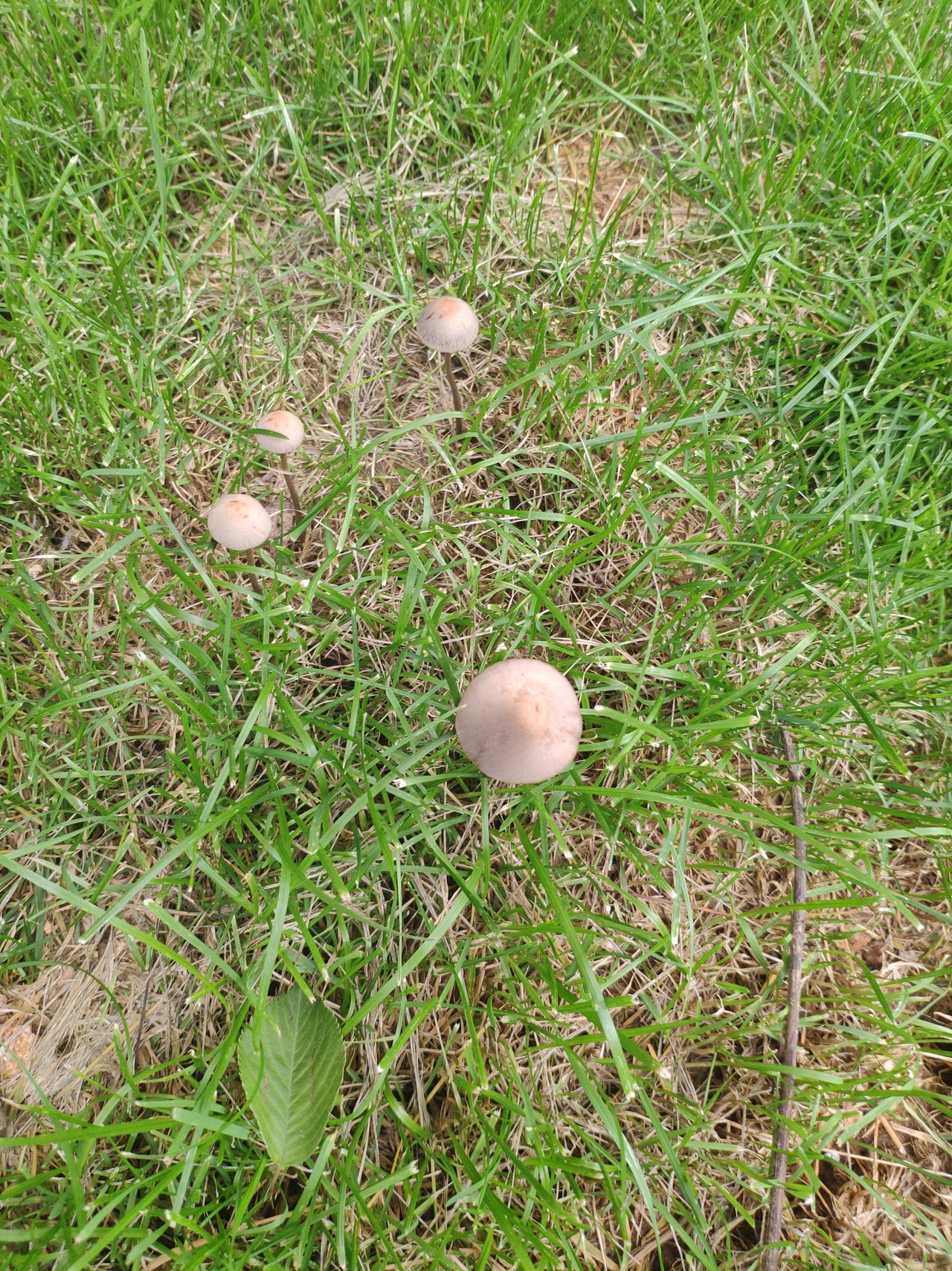 蘑菇_绕道鱼-站酷ZCOOL