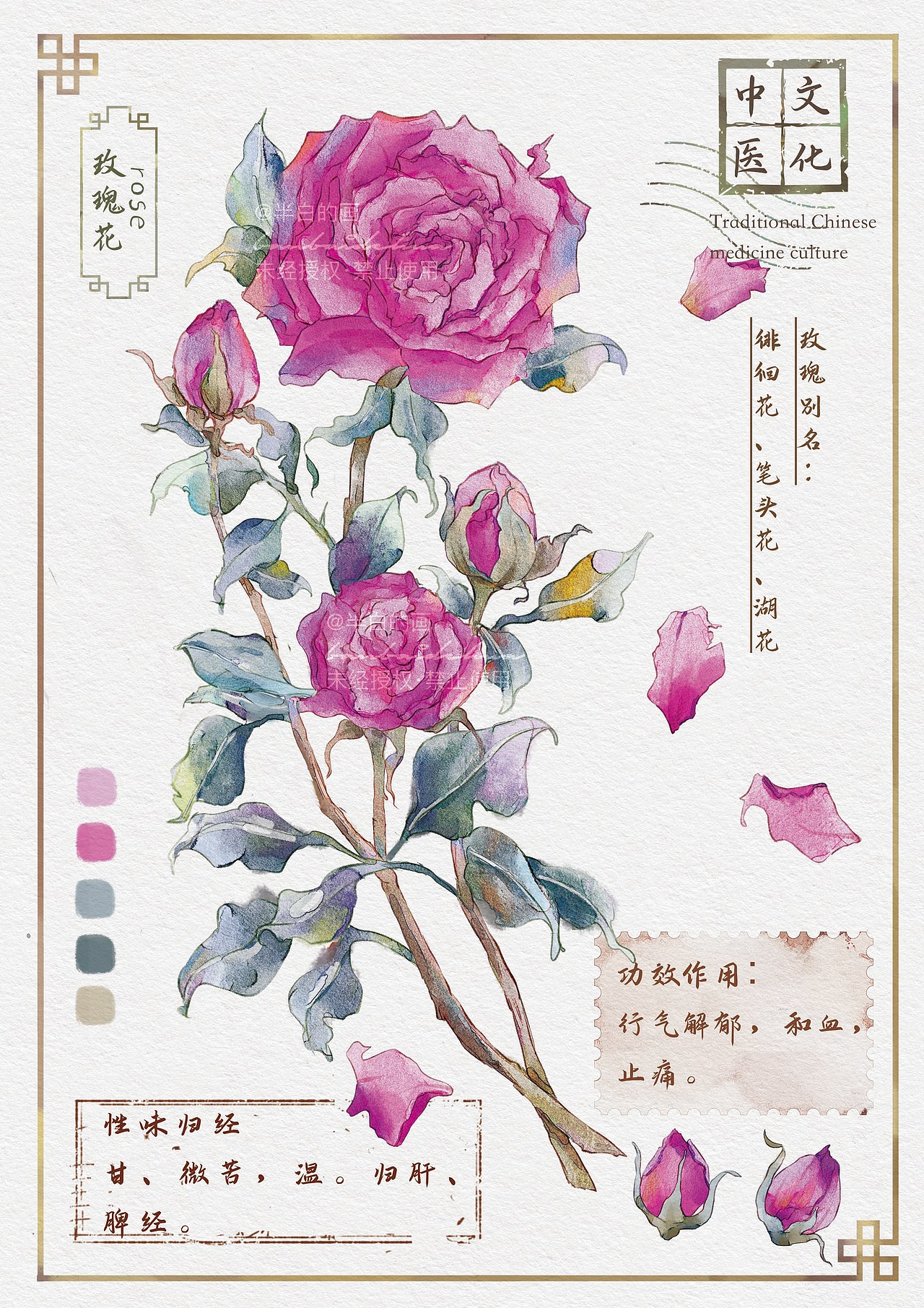 中草药插画_半白的画-站酷ZCOOL