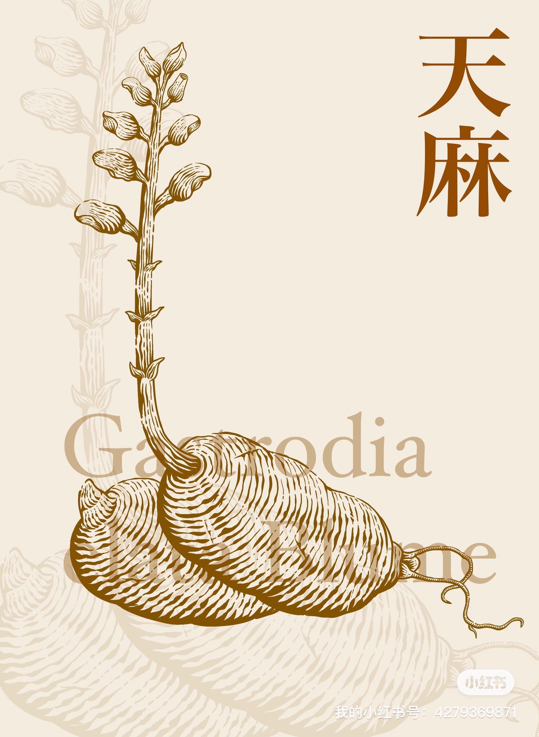 版画 天麻_橄榄_Garlen-站酷ZCOOL