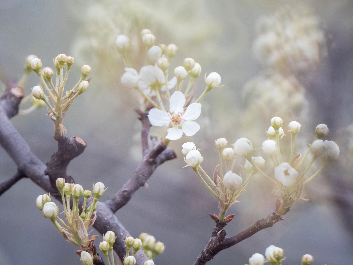 初醒·梨花_pear1103-站酷ZCOOL