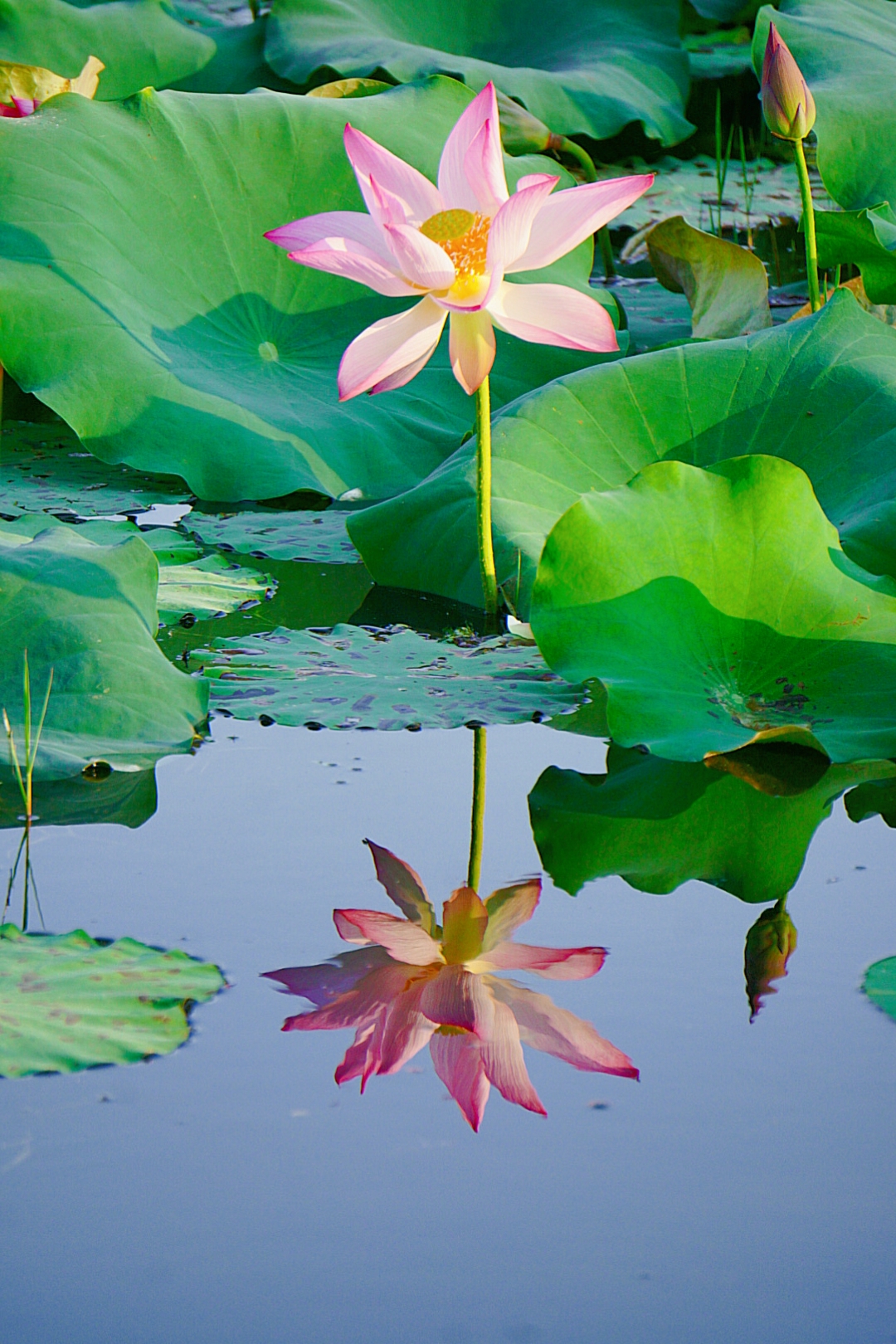 一朵芙蕖，开过尚盈盈_淮南郡-站酷ZCOOL