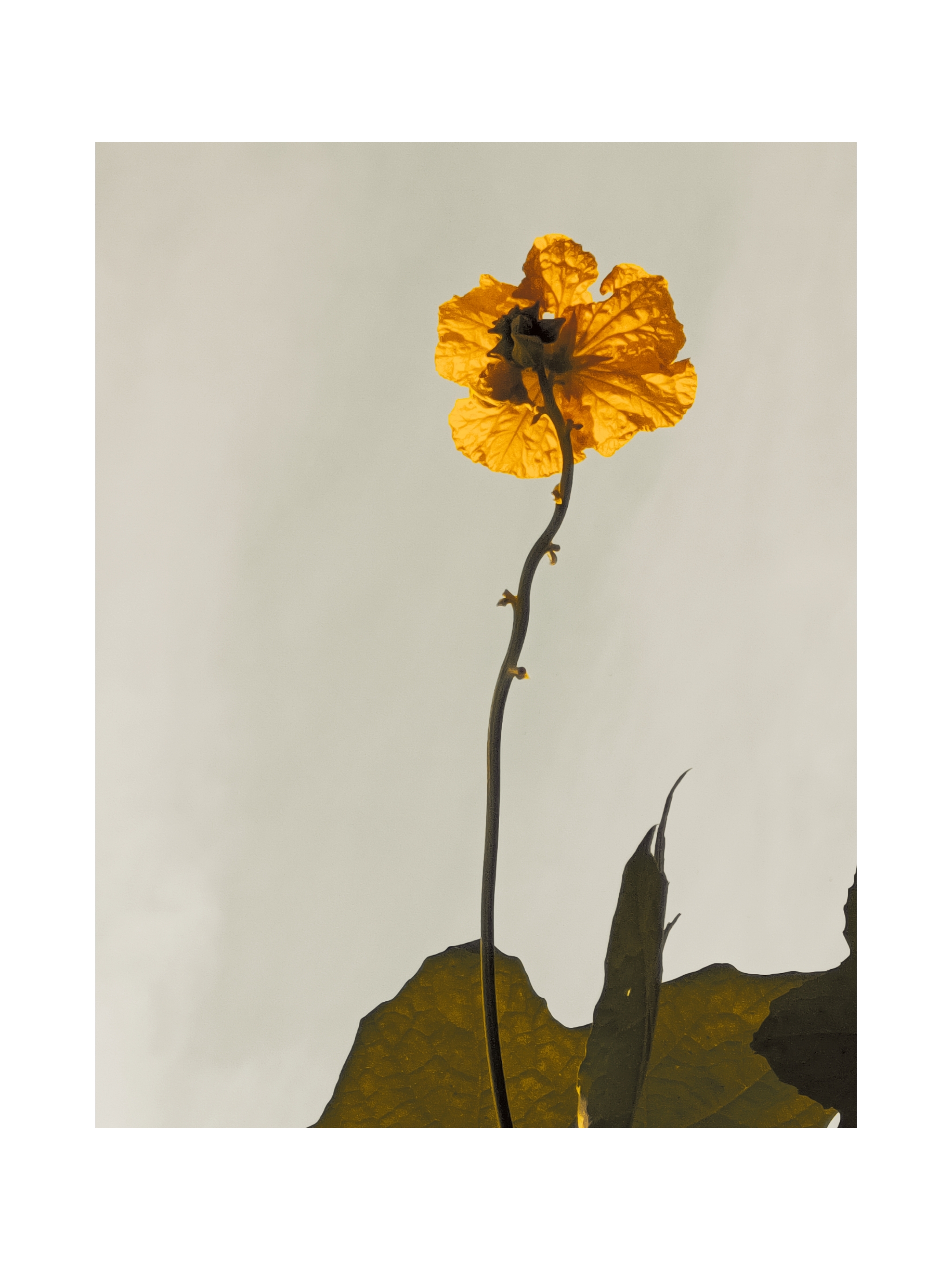 花_spot2-站酷ZCOOL