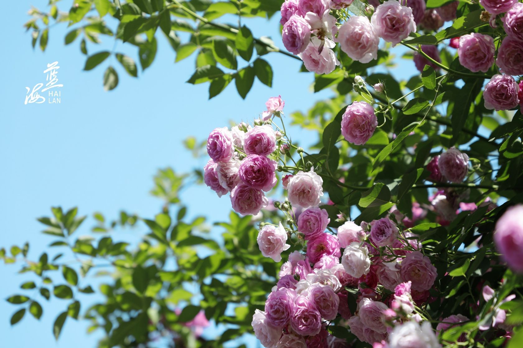 蔷薇花_Z13172302-站酷ZCOOL