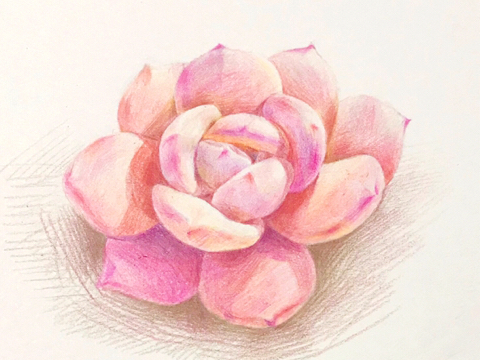 彩铅-多肉_琉璃Cat-站酷ZCOOL