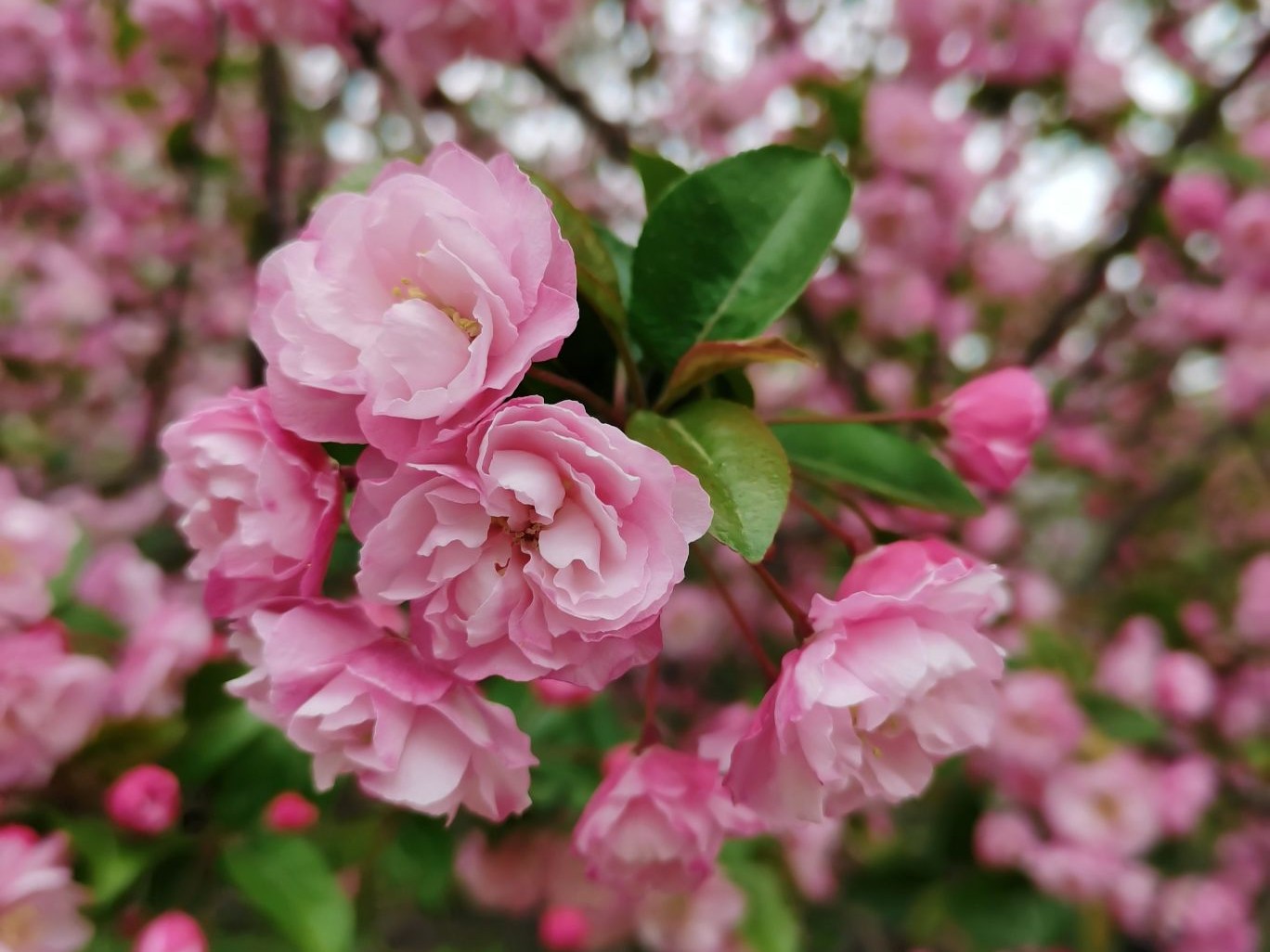 芬芳_摄影师Mr周-站酷ZCOOL
