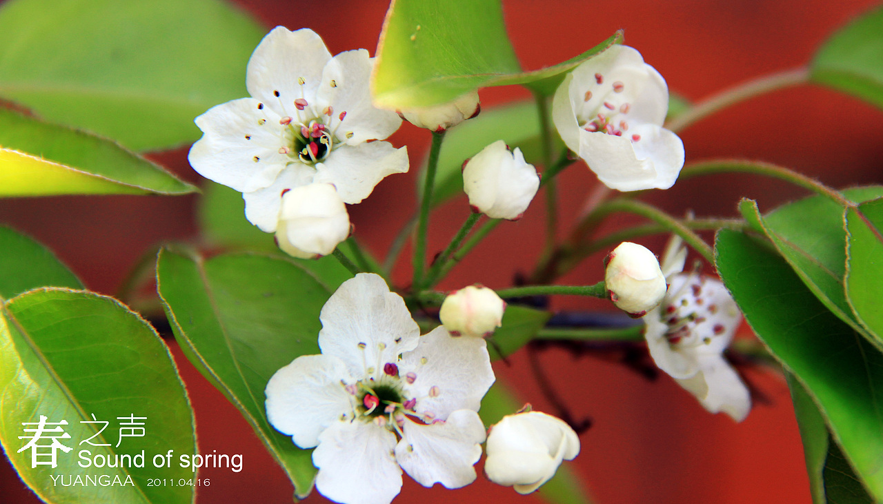 春之声_yuangaa-站酷ZCOOL