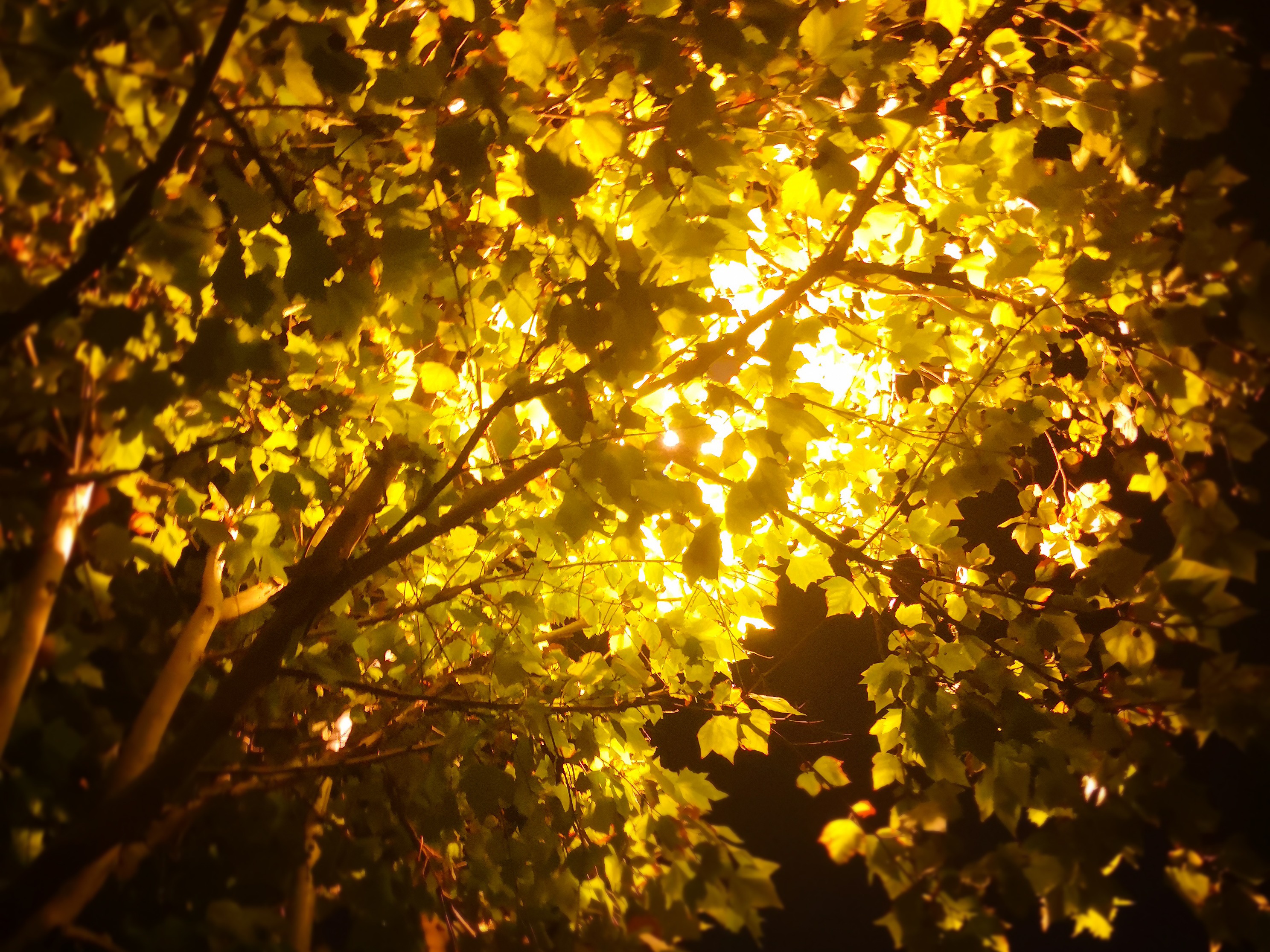 黑夜下的灯光，璀璨的大枫叶_骑着小猪逛逛-站酷ZCOOL