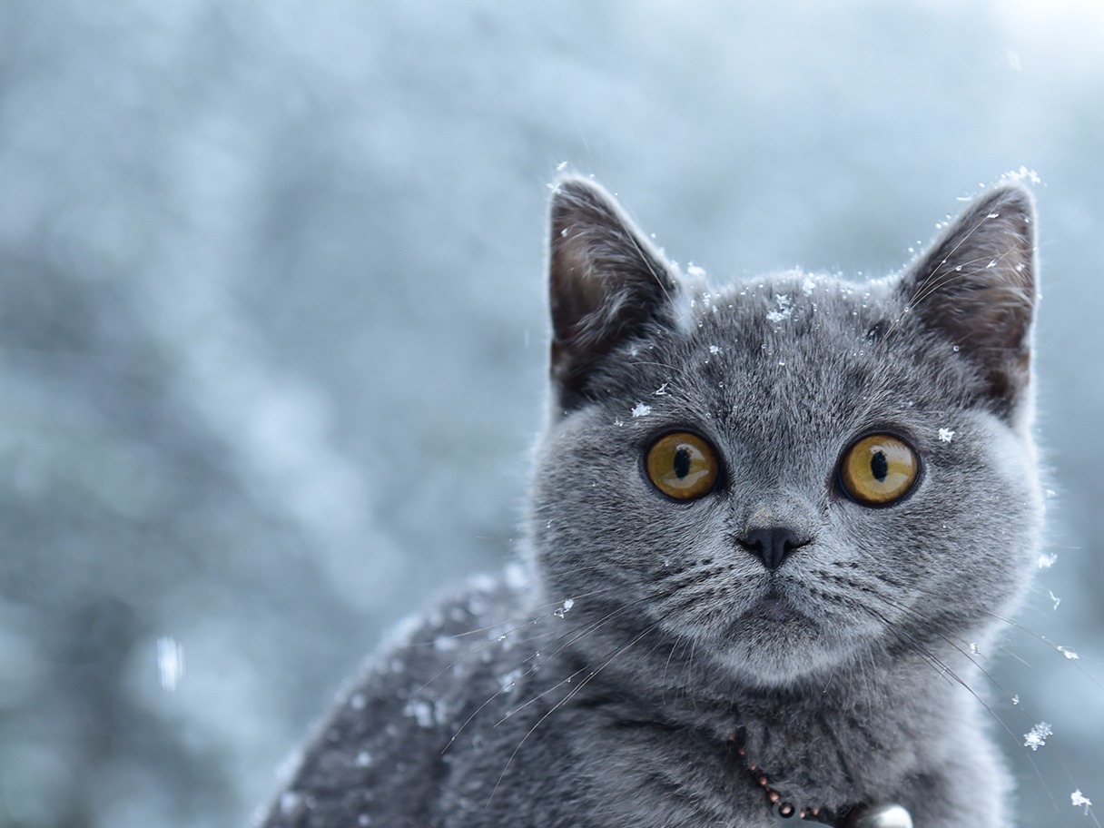 下雪了萌猫玩high起来了_叫我樂坤-站酷ZCOOL