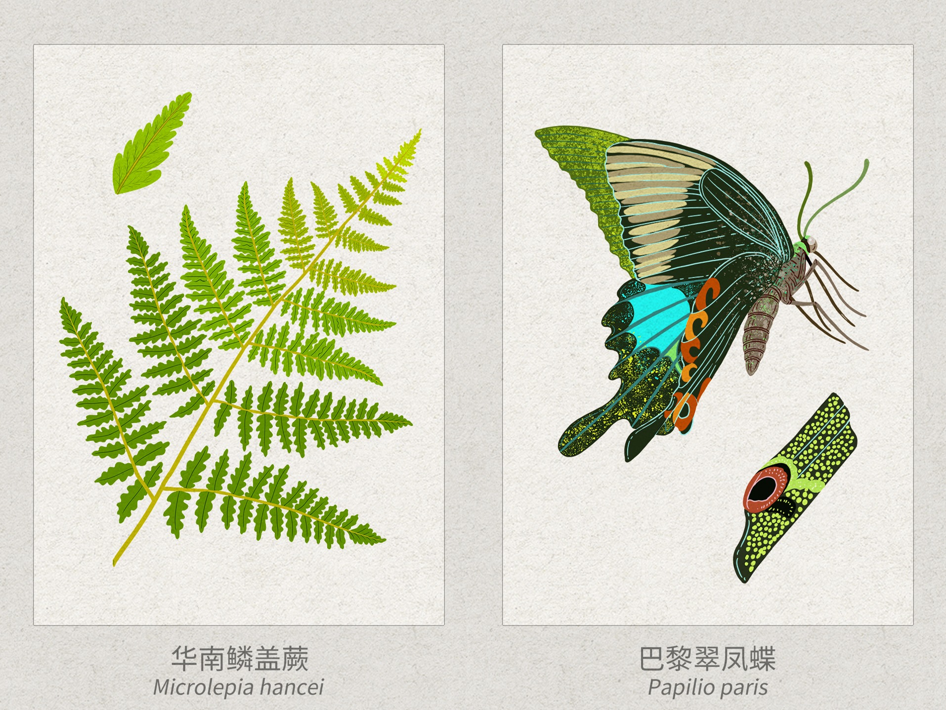 OY手绘：登云湖·自然生态手绘图谱_欧阳鹏杰_OY-站酷ZCOOL