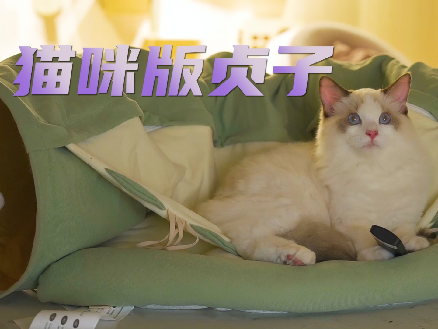 抖音短视频之猫咪版贞子_Hi小弟阿刚-站酷ZCOOL