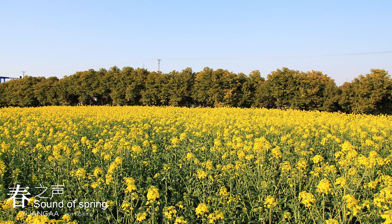 春之声_yuangaa-站酷ZCOOL