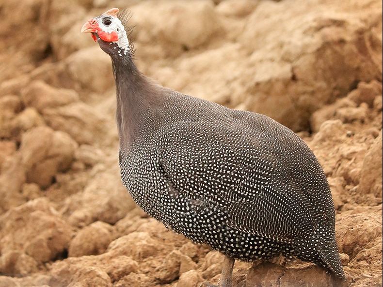 珍珠鸡_杨三三阿-站酷ZCOOL