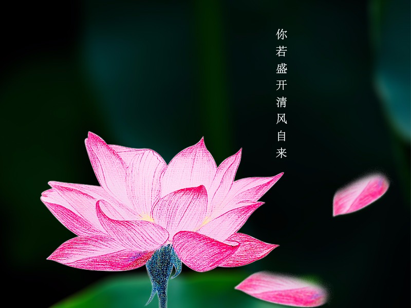 莲之系列1——你若盛开 · 清风自来微光影 站酷zcool