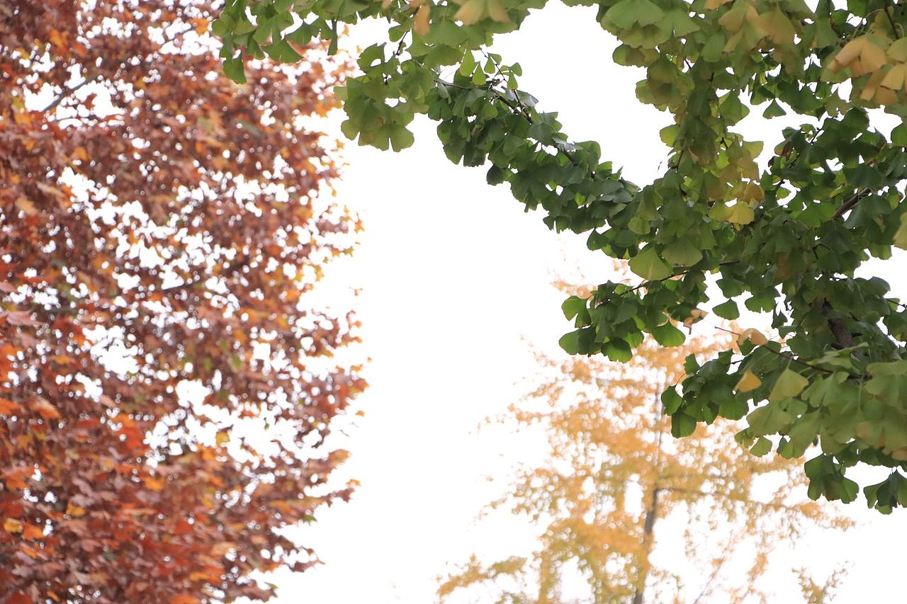 2022秋天个人展_二饼BING-站酷ZCOOL