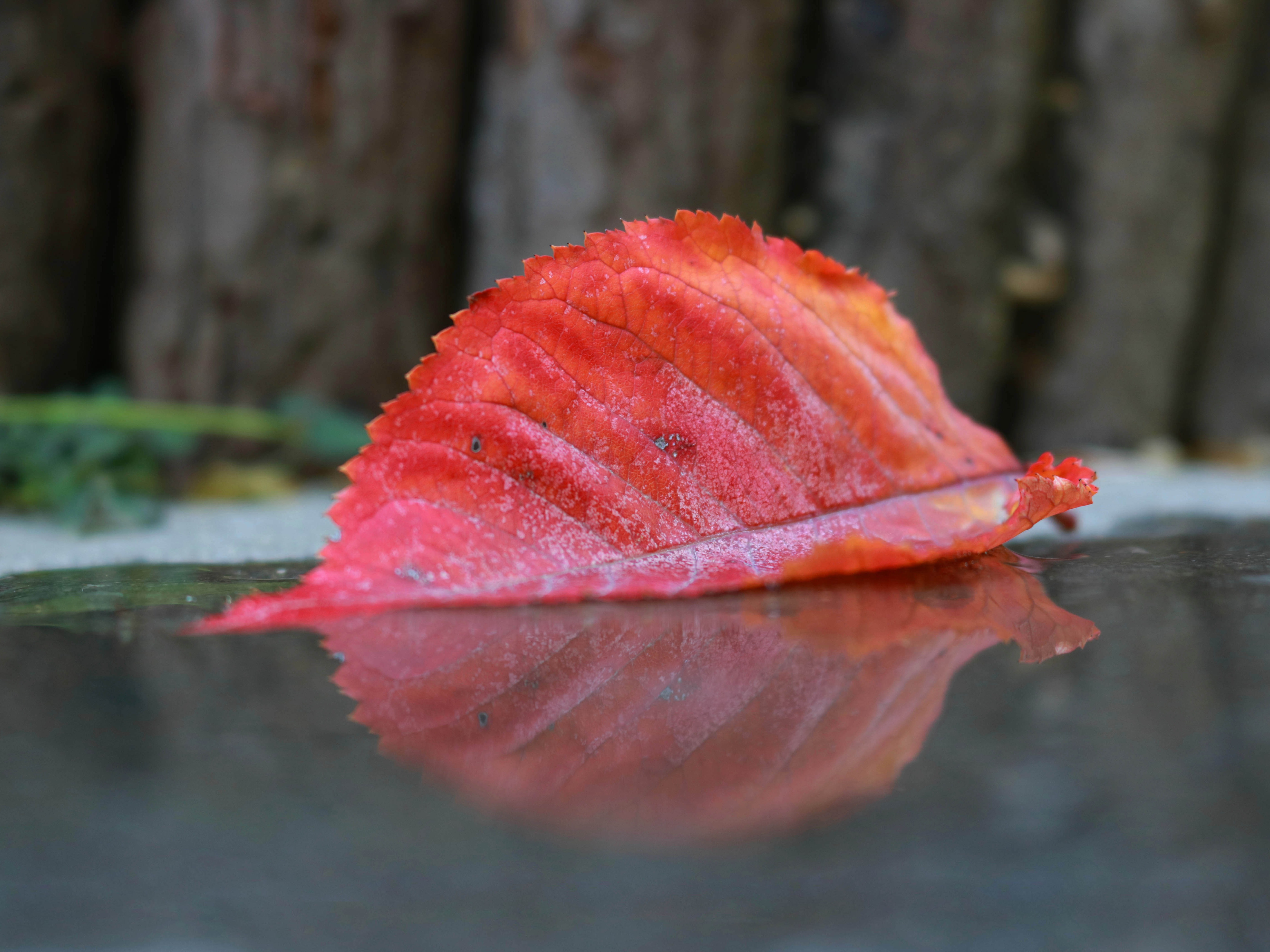 桐花_倔强泡椒-站酷ZCOOL