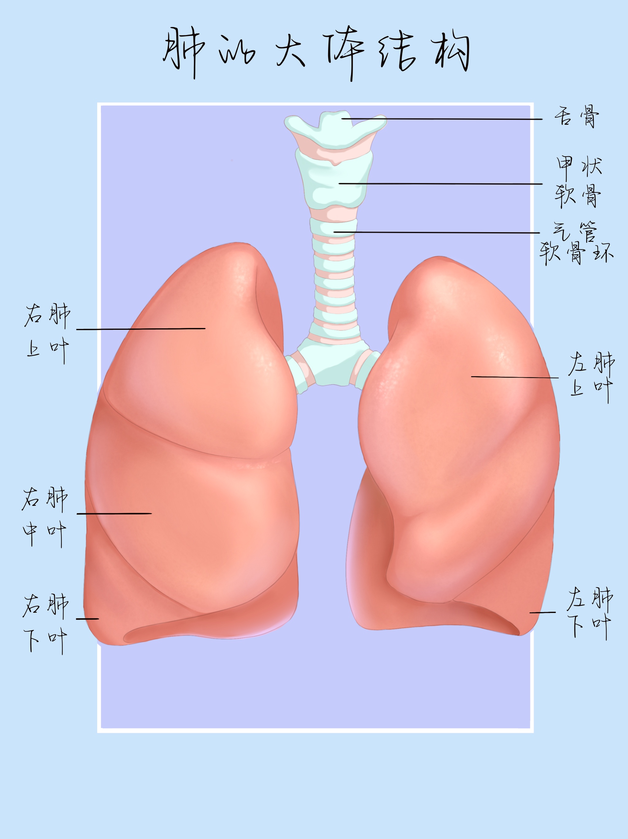 医学插画｜肺脏外部结构_Maxim余-站酷ZCOOL