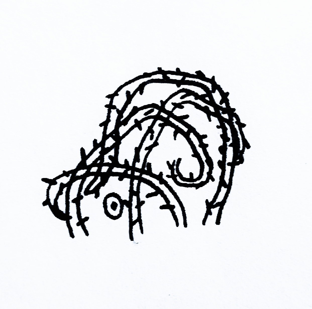 荆棘_nafiss-站酷ZCOOL