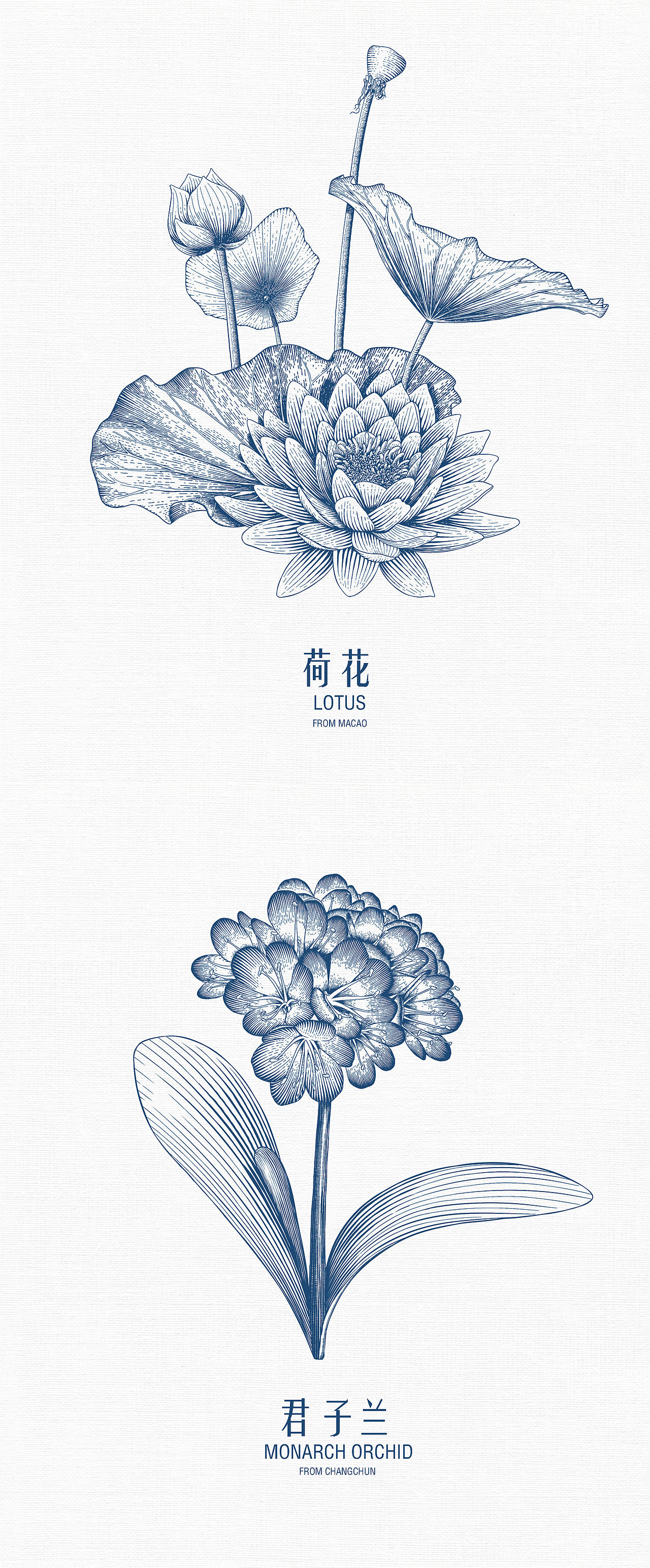 原创插画|版画|包装设计|city flowers|花朵_坏蛋核桃-站酷ZCOOL