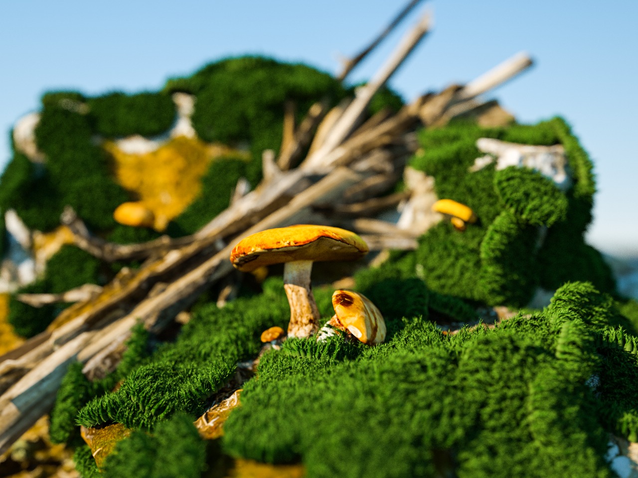 蘑菇_付贵人-站酷ZCOOL