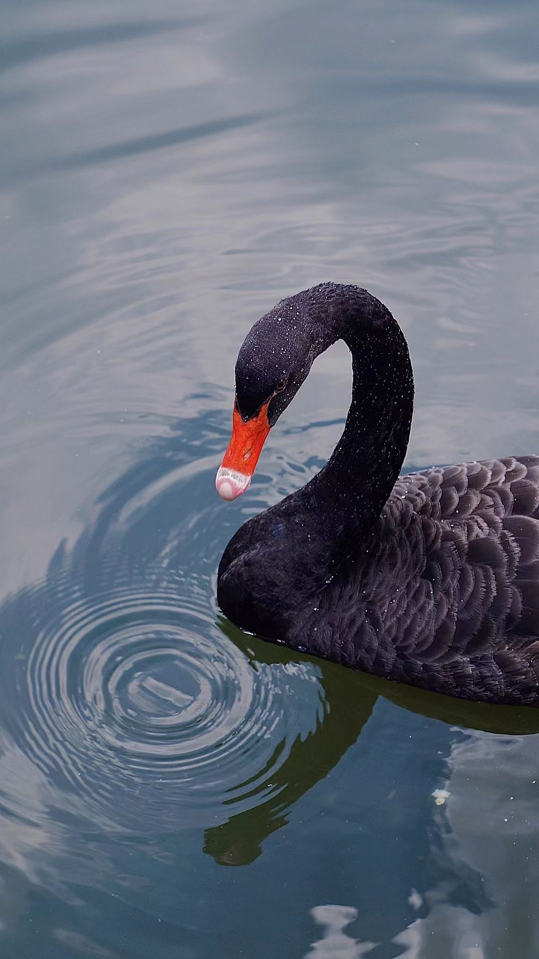 黑天鹅湖中特写_ccyl与胶片机-站酷ZCOOL