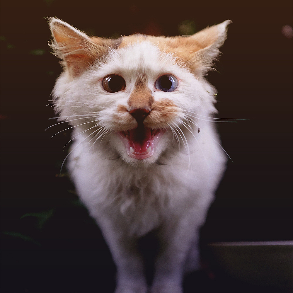 So Cats._Ceng_x-站酷ZCOOL