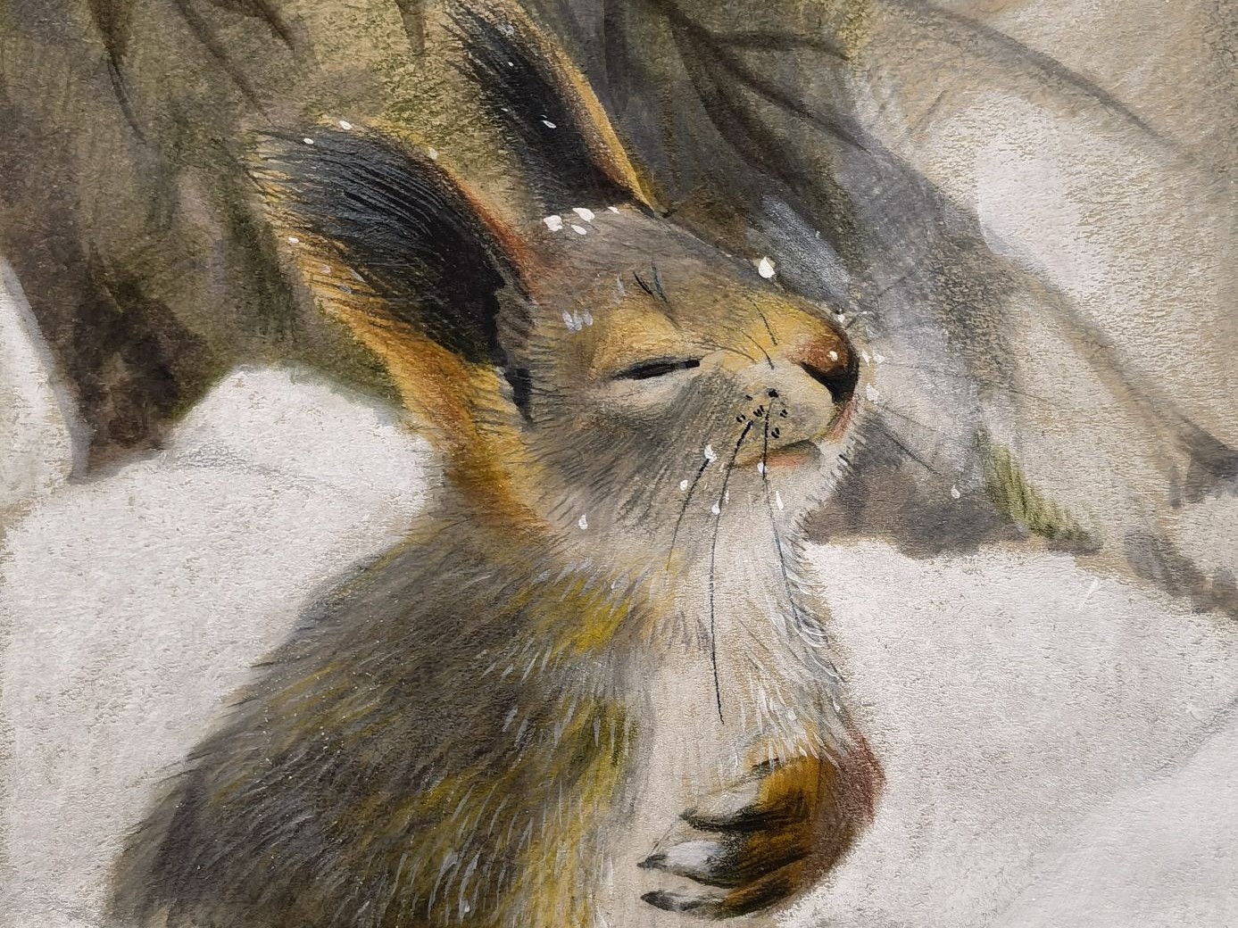 一只小松鼠_王欢100102-站酷ZCOOL