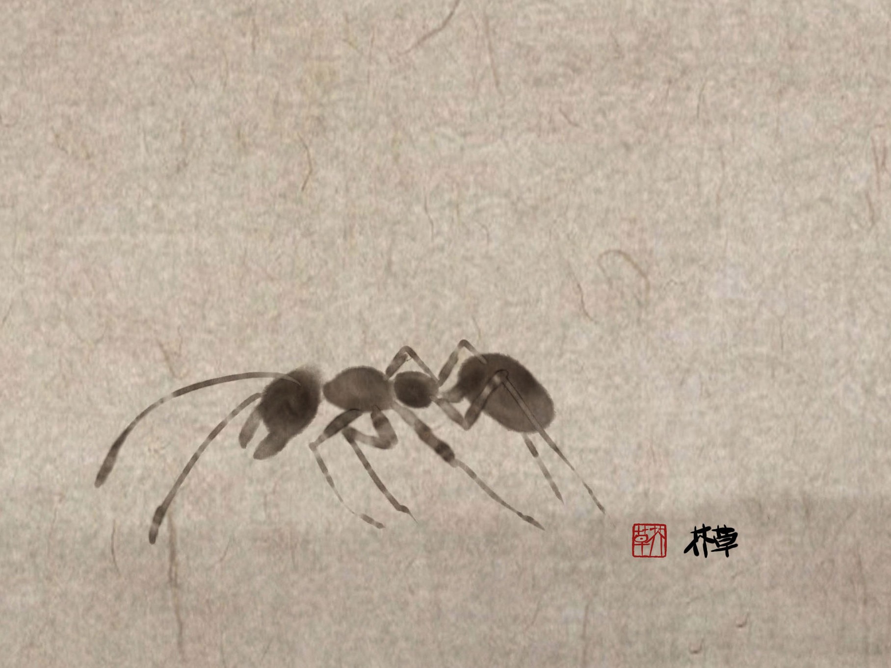 蚂蚁_芥草-站酷ZCOOL