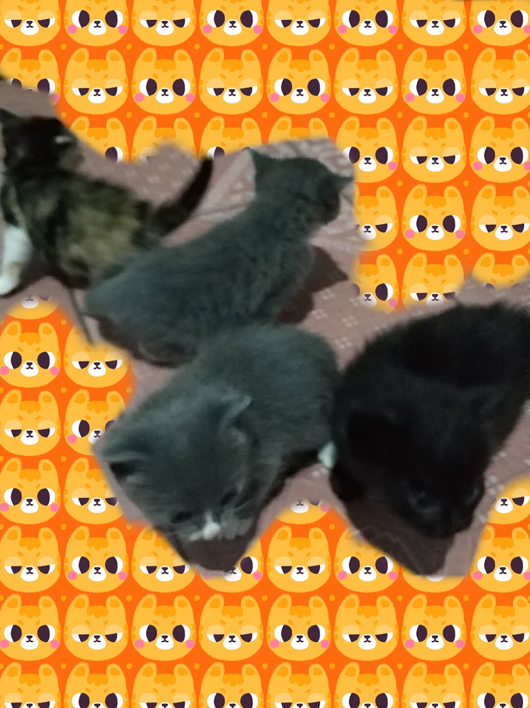 meow~_爱设计的Alex-站酷ZCOOL