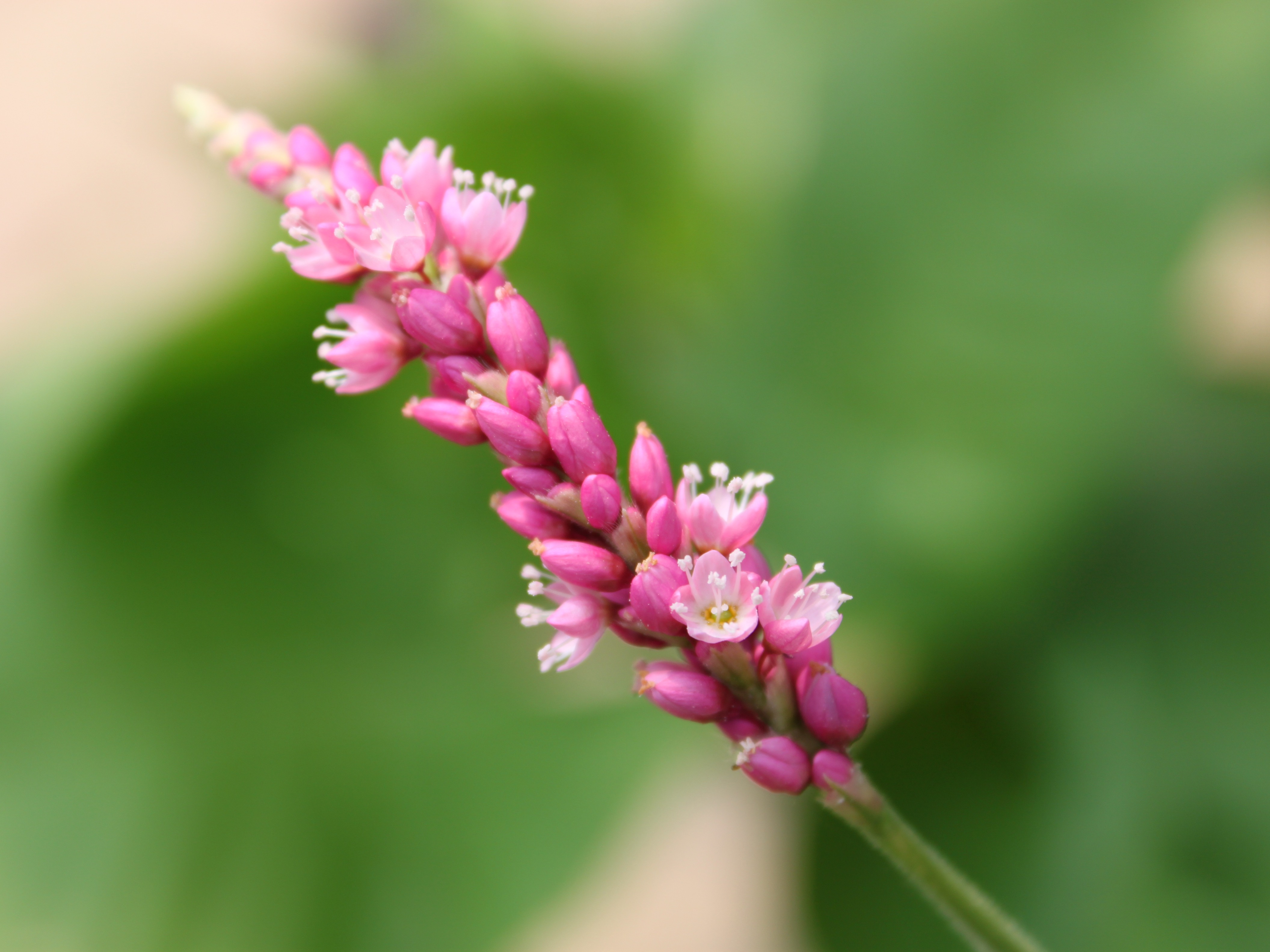 桌面_jhxfxy-站酷ZCOOL