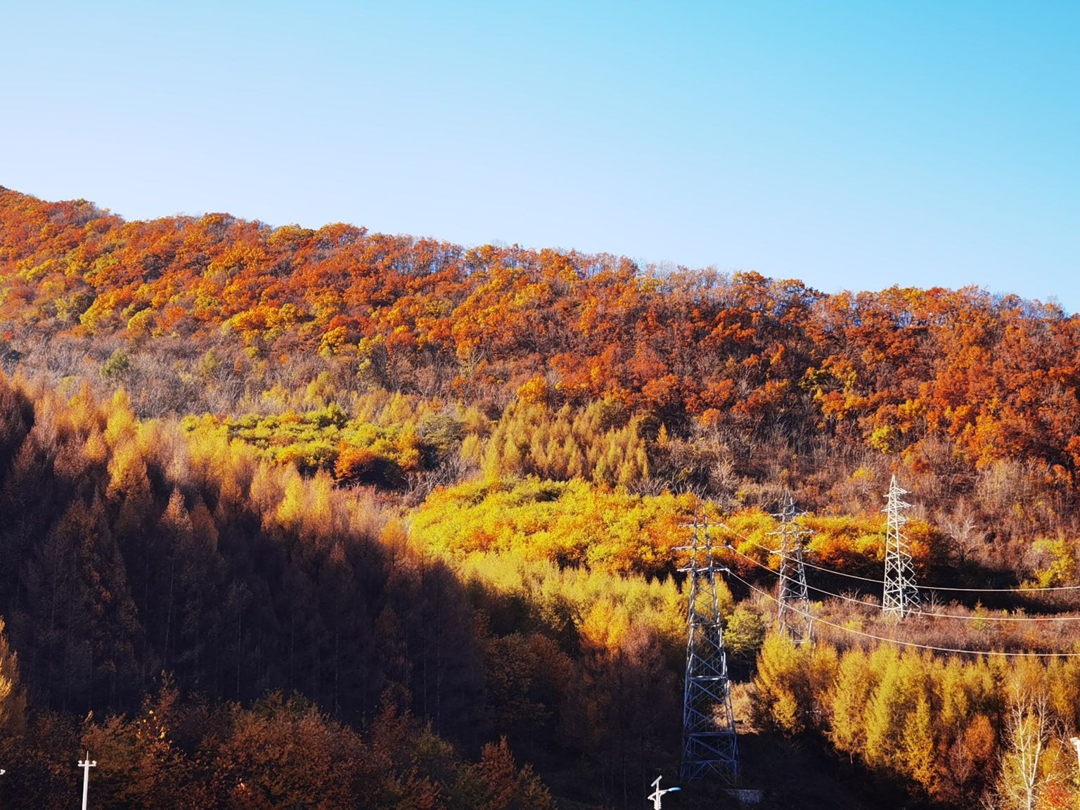秋_锦鲤锦鲤大锦鲤-站酷ZCOOL